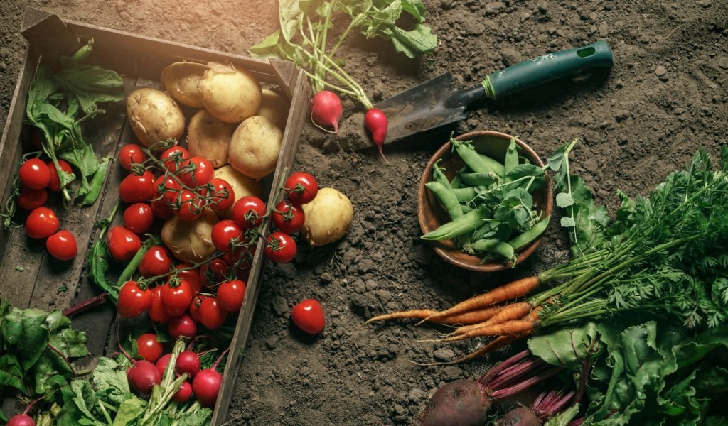 The Difference Between Organic Foods and GMOs: Explained!